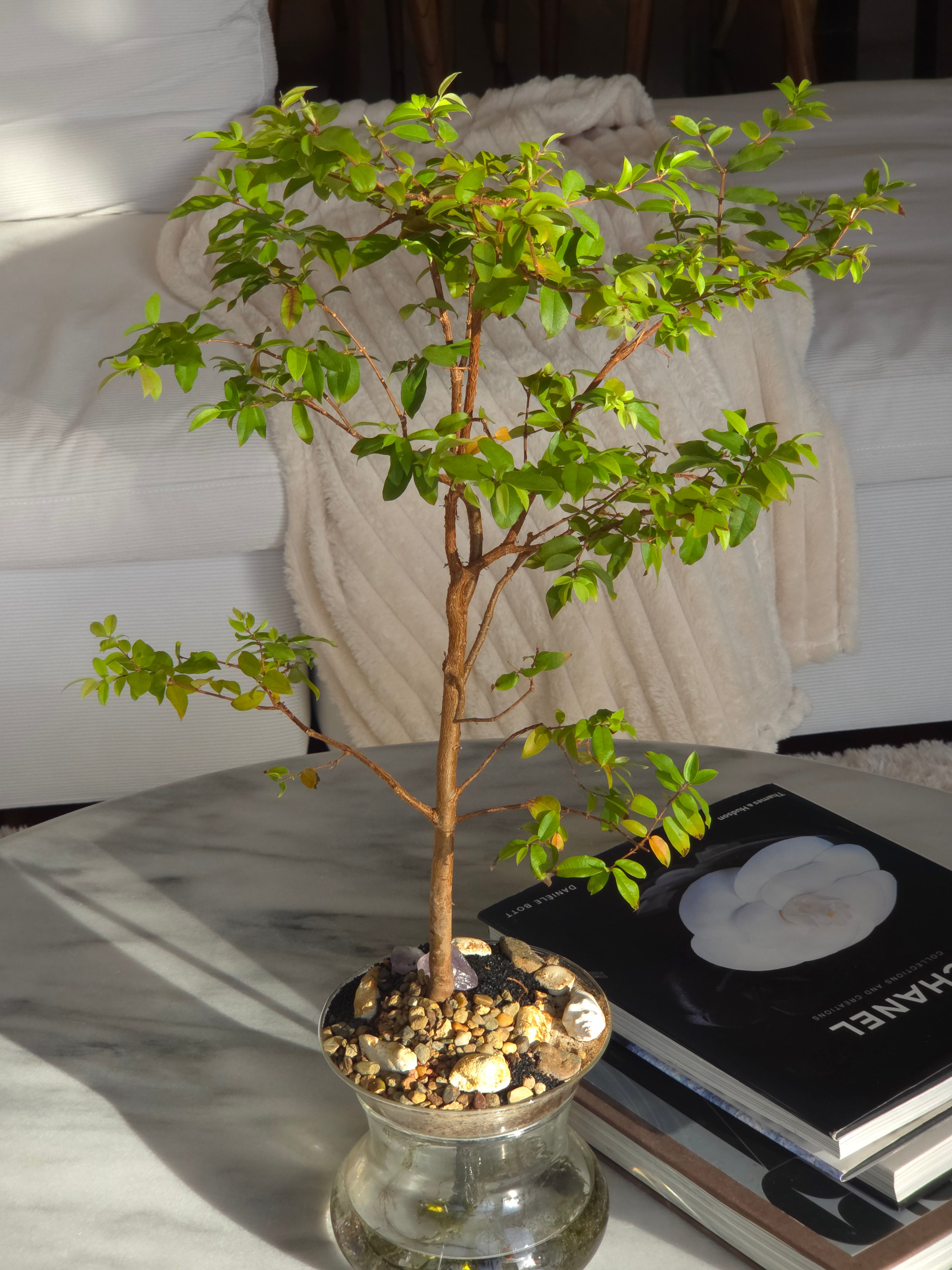 ISLA Workshop – Photosynthesis Plants