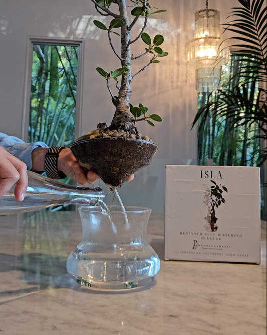 ISLA Workshop – Photosynthesis Plants